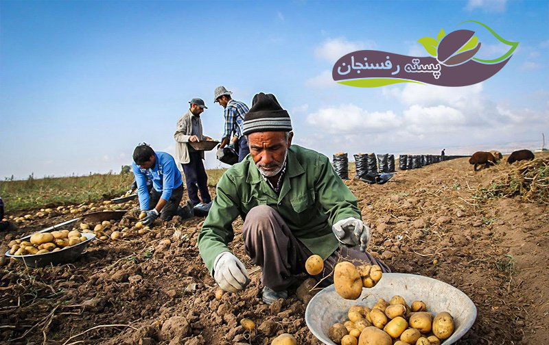 شرایط کاشت و تولید سیب زمینی پسته رفسنجان